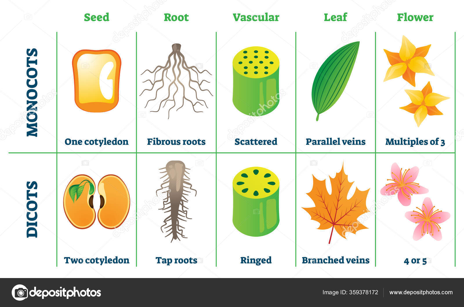 Monocots and dicots vector illustration. Labeled comparison division ...