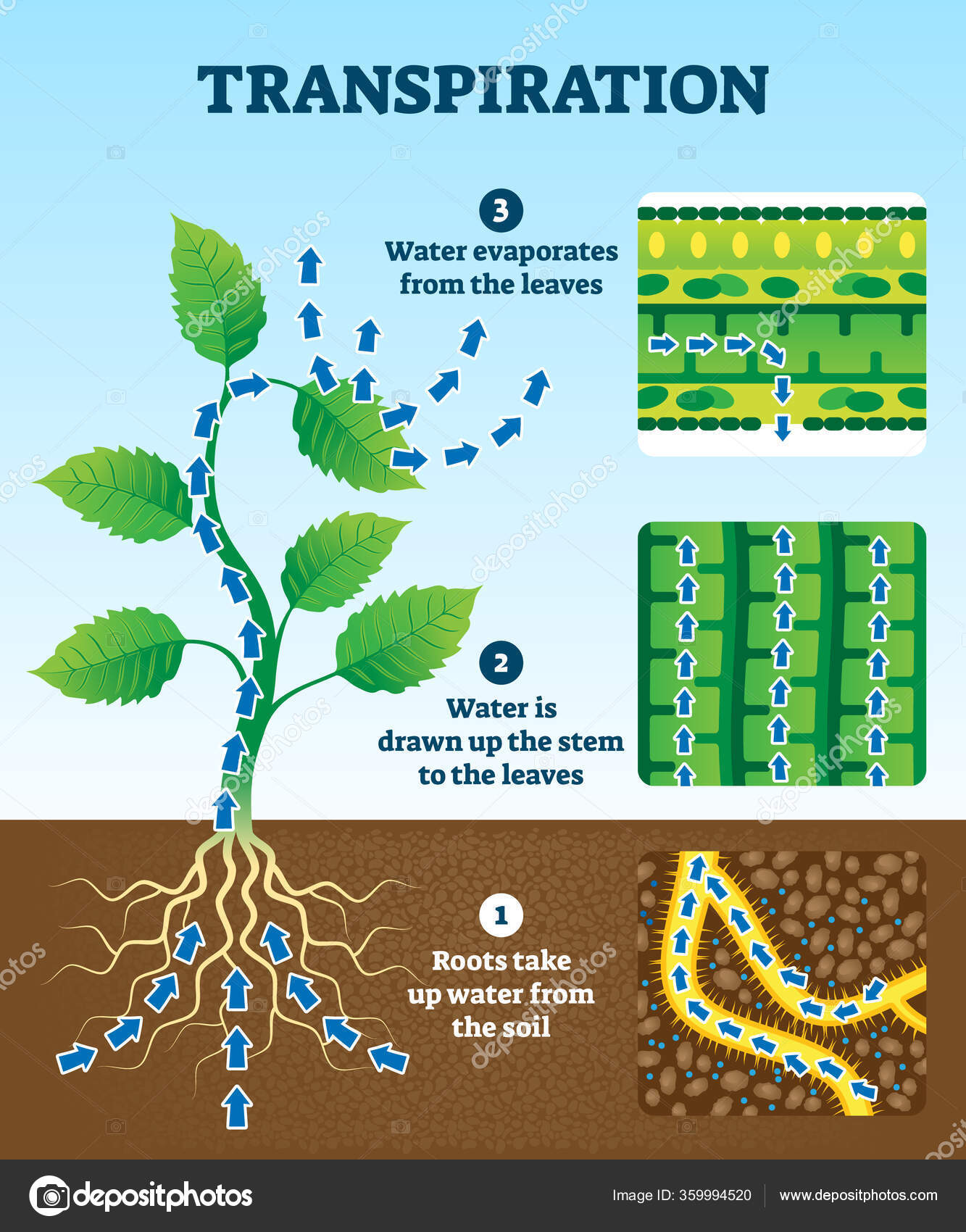 Transpiration vector illustration. Labeled educational plant water ...
