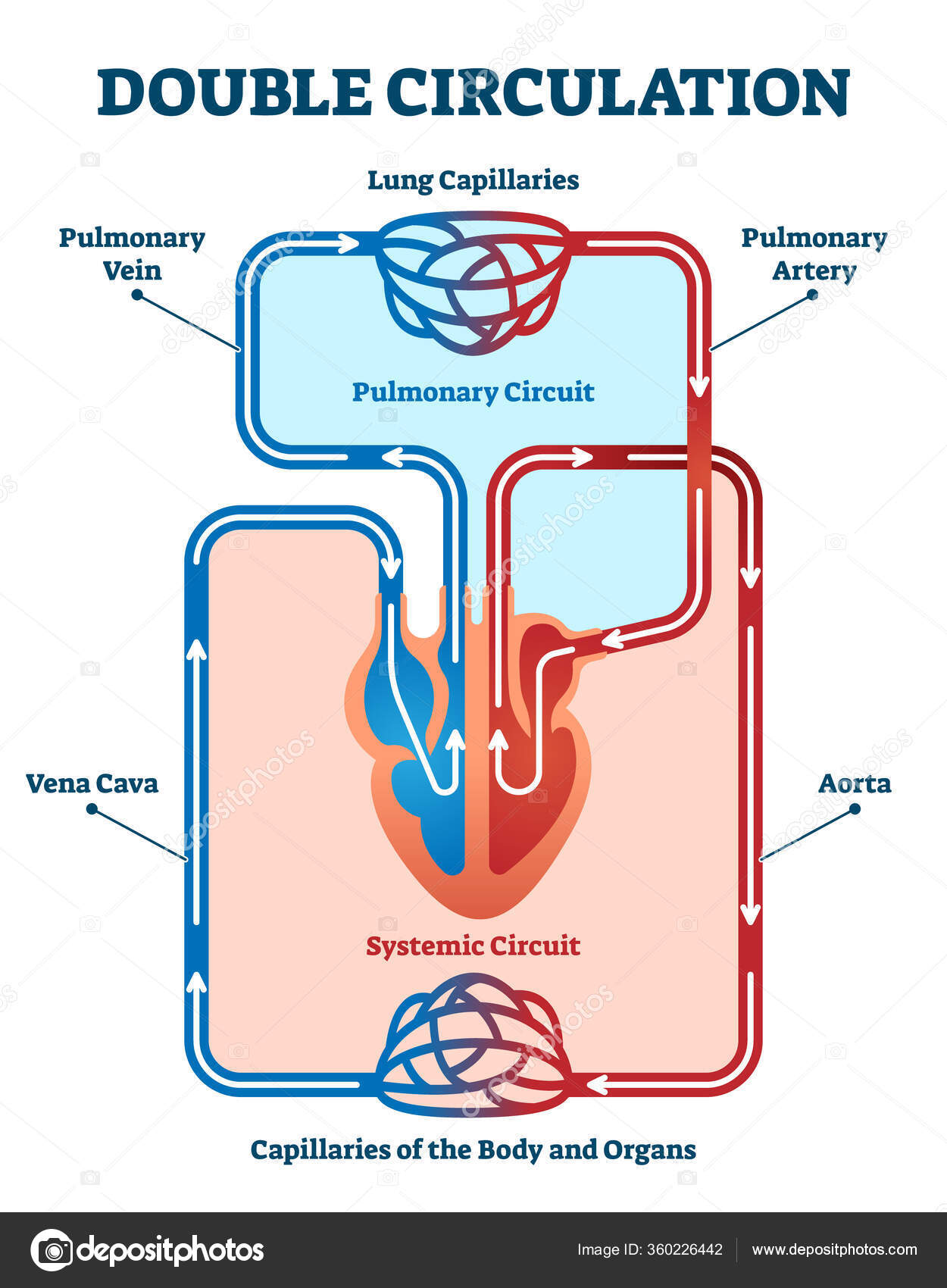 Illustration vectorielle à double circulation. Étiqueté schéma de route ...