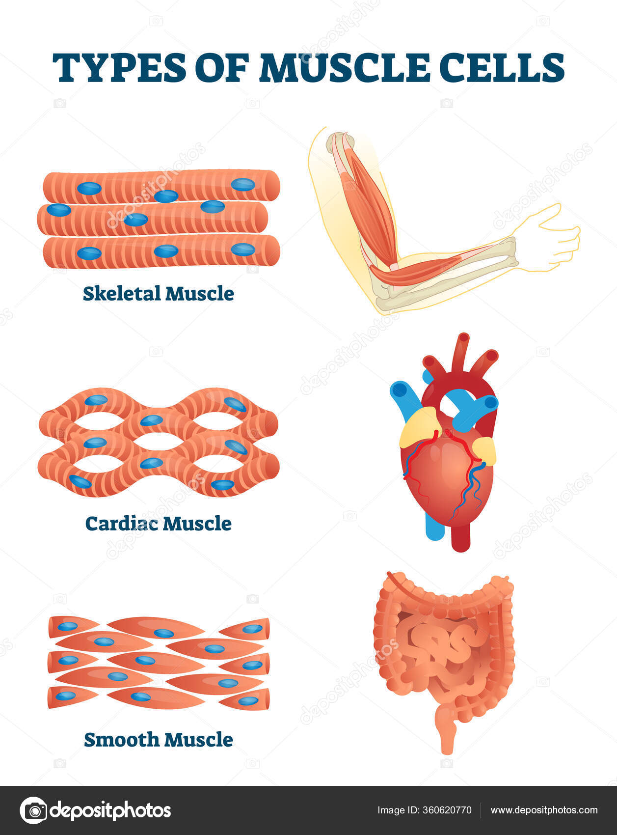 Types of muscle cells vector illustration. Labeled soft tissues ... Types of muscle cells vector illustration. Labeled soft tissues ...