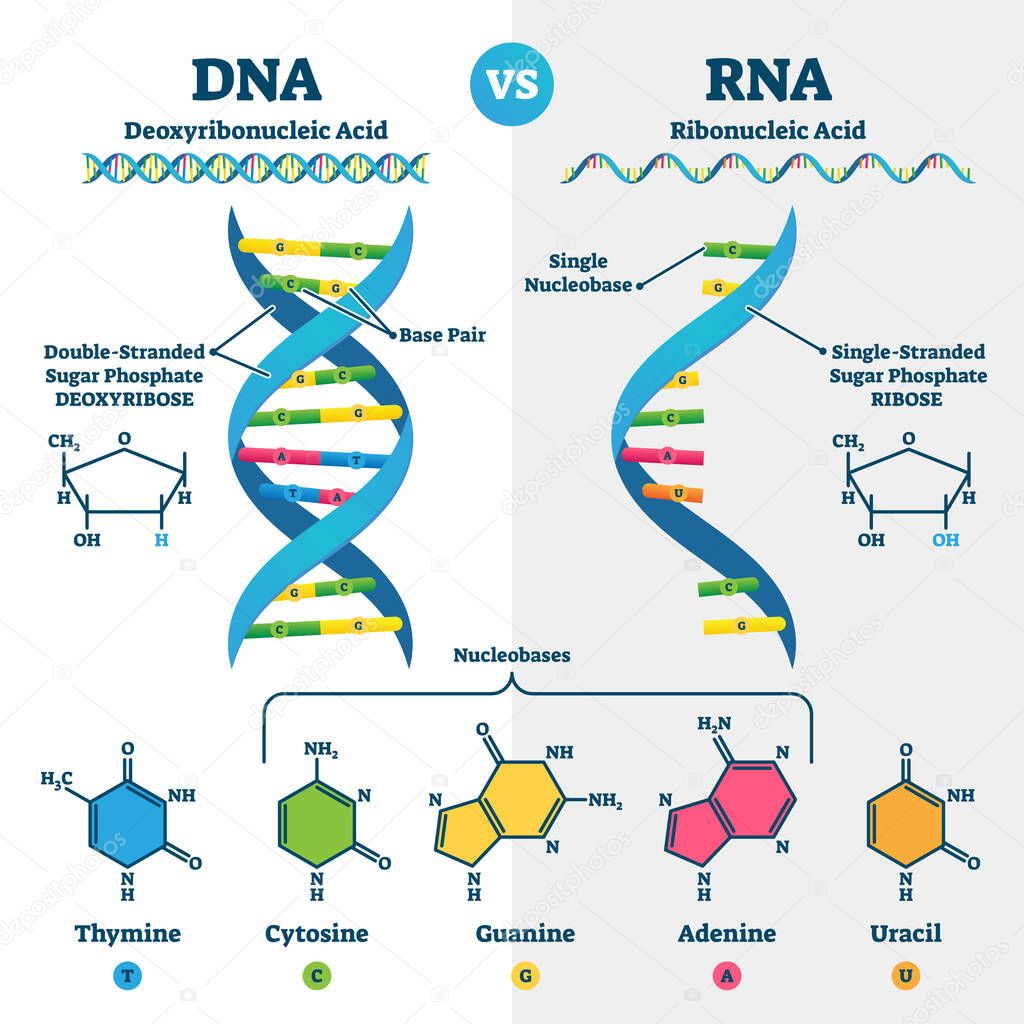 ADN vs ARN vector ilustración. Esquema educativo de explicación del ácido genético Vector de ...