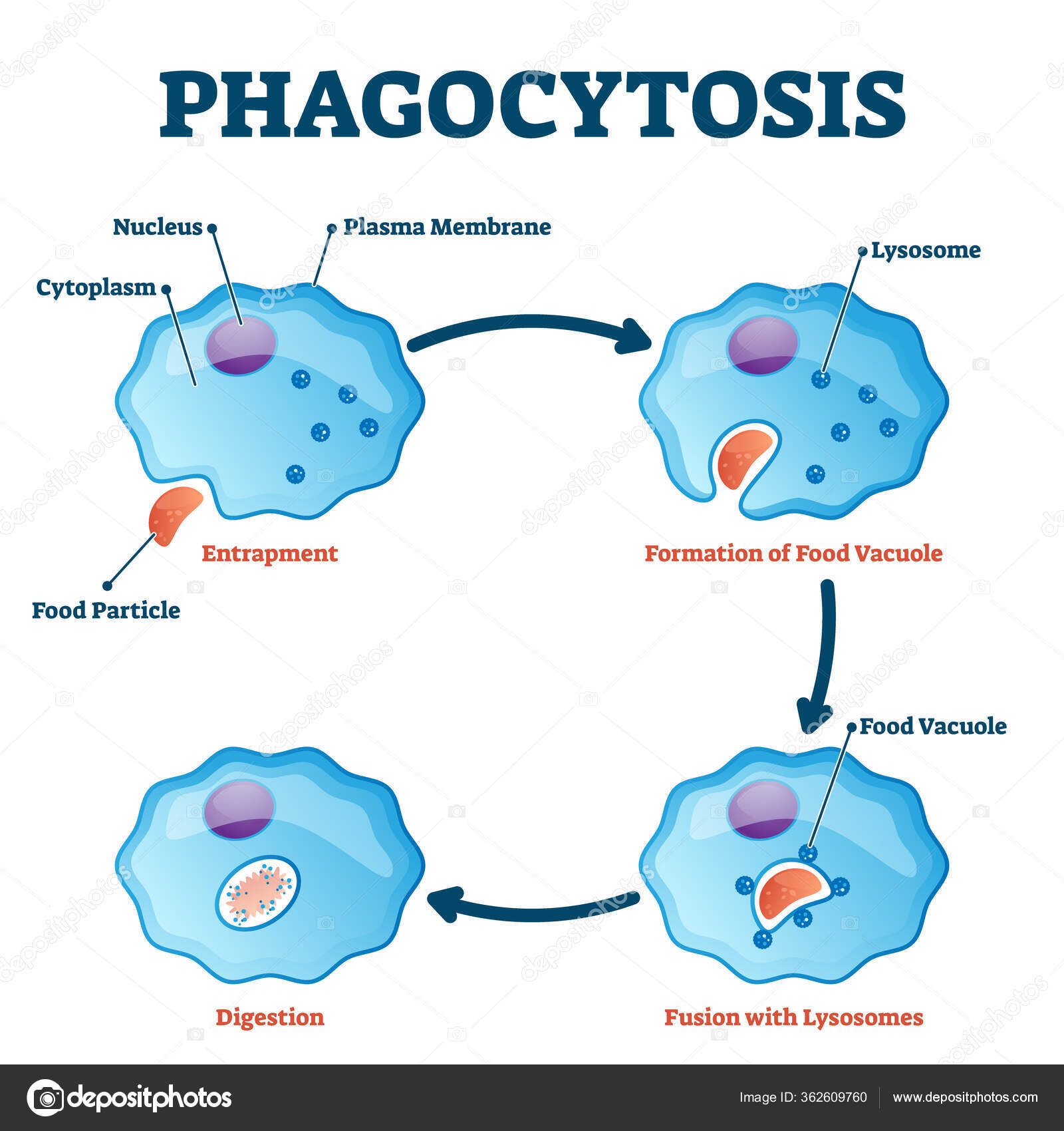 Diagrama Do Processo De Fagocitose