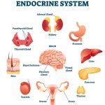 Schematic colorful vector illustration of female endocrine system Stock ...