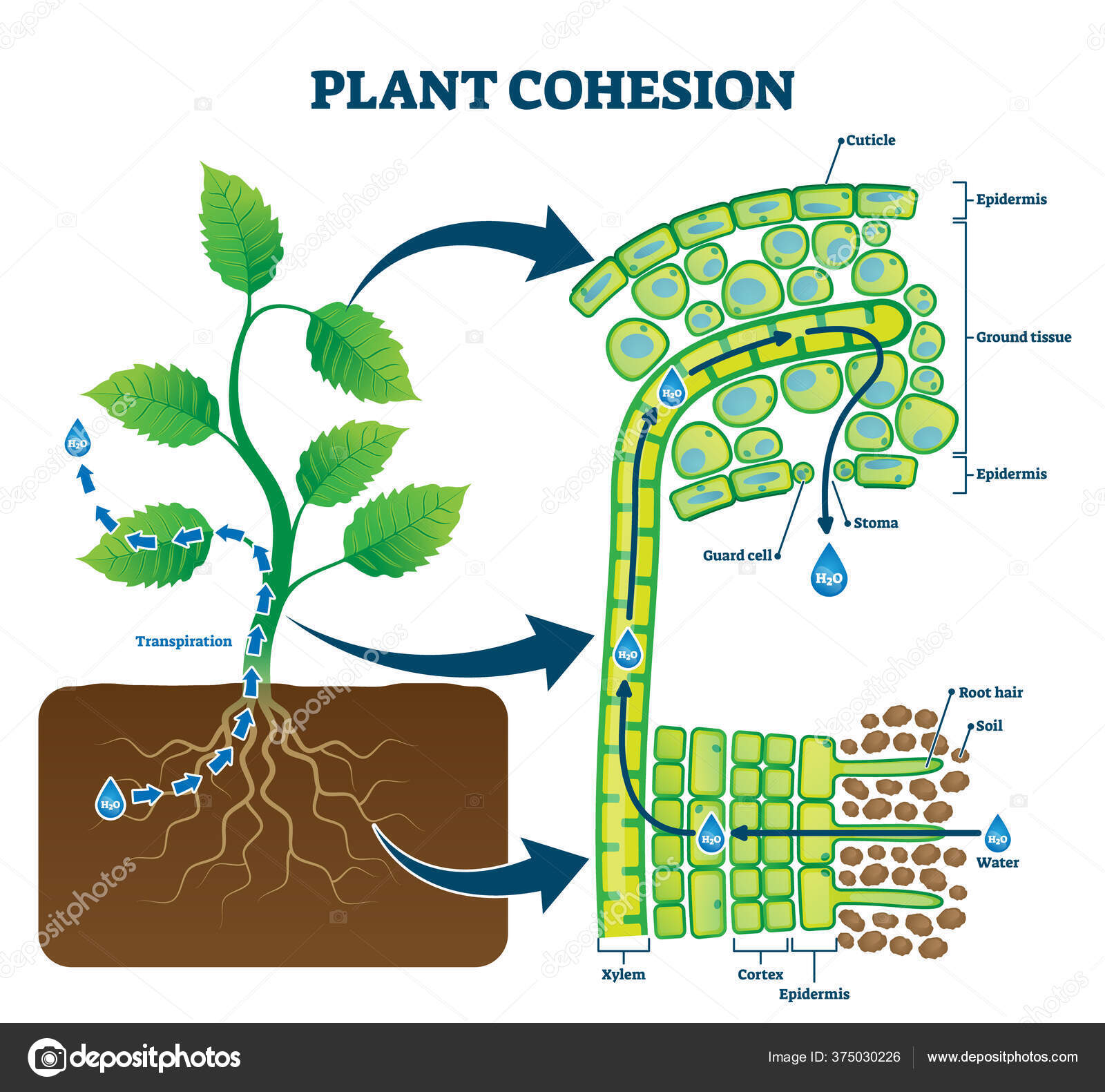 Ground Tissue Diagram