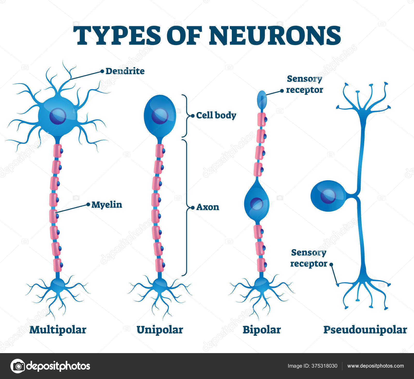 Diagrama De Neurona Unipolar