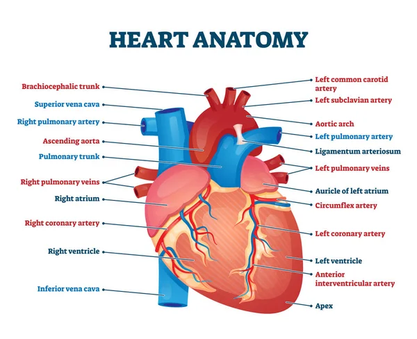 Heart anatomy vector illustration. Labeled organ structure educational ...