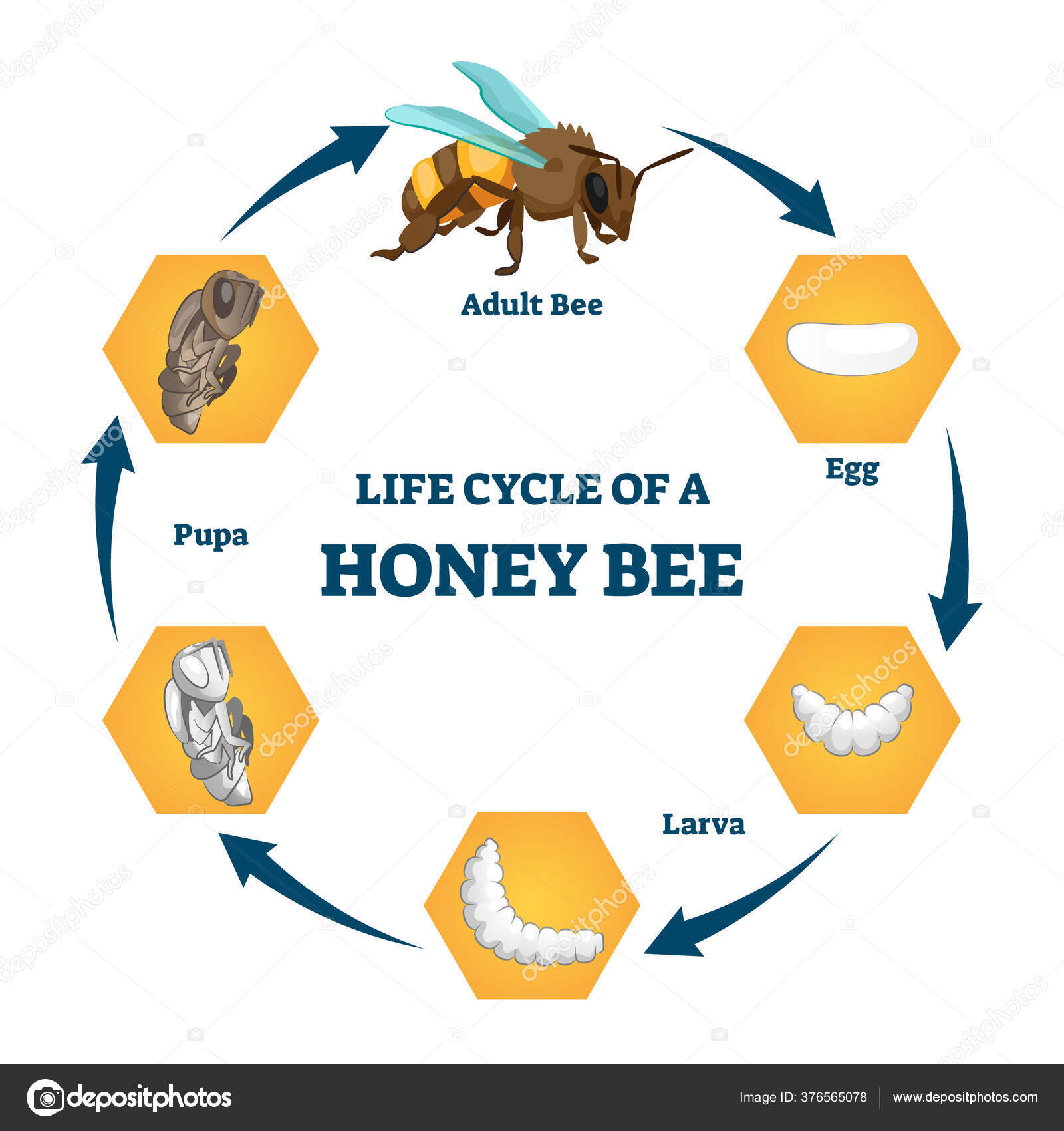 Vector Biology Examples