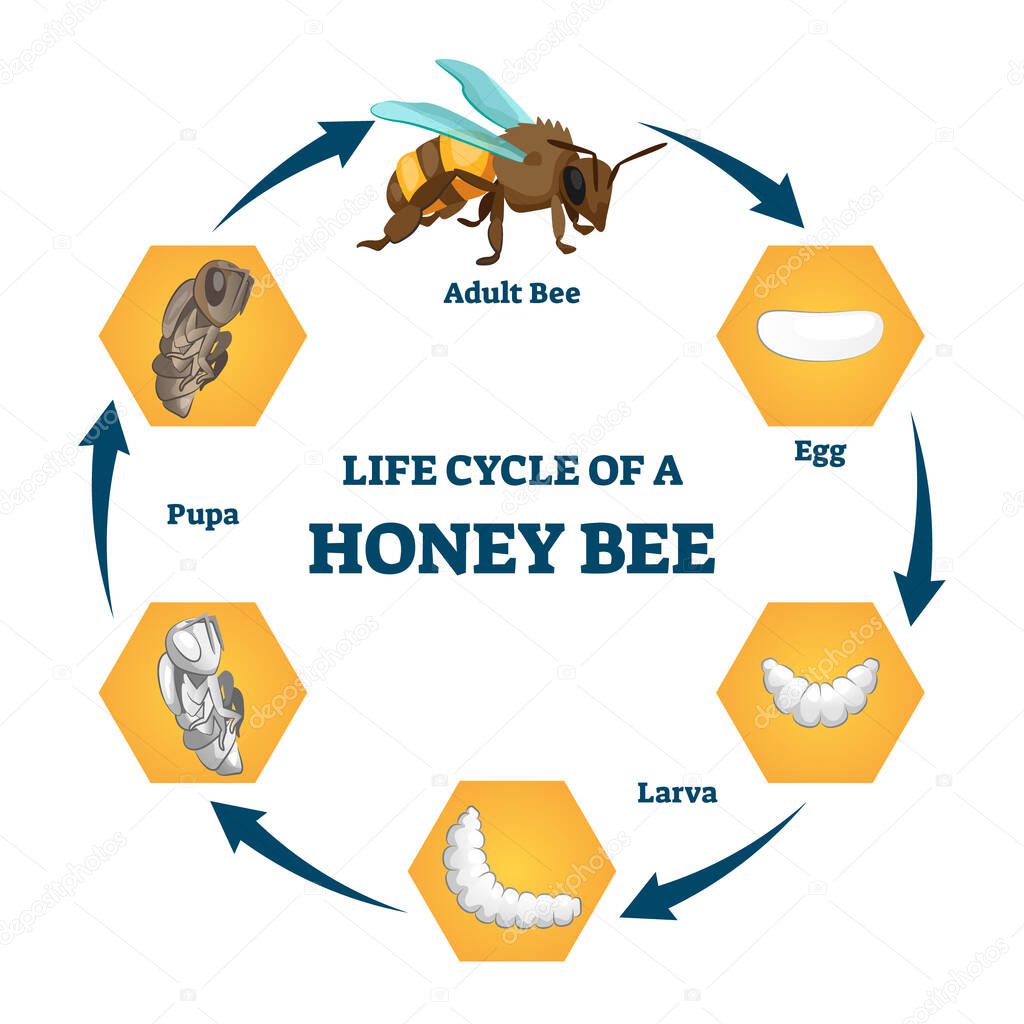Ciclo de vida de una ilustración vectorial de abejas. Etapas educativas ...