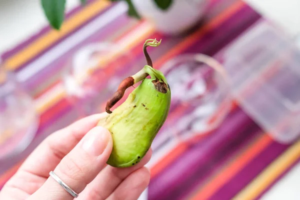 Mango pit Stock Photos, Royalty Free Mango pit Images | Depositphotos