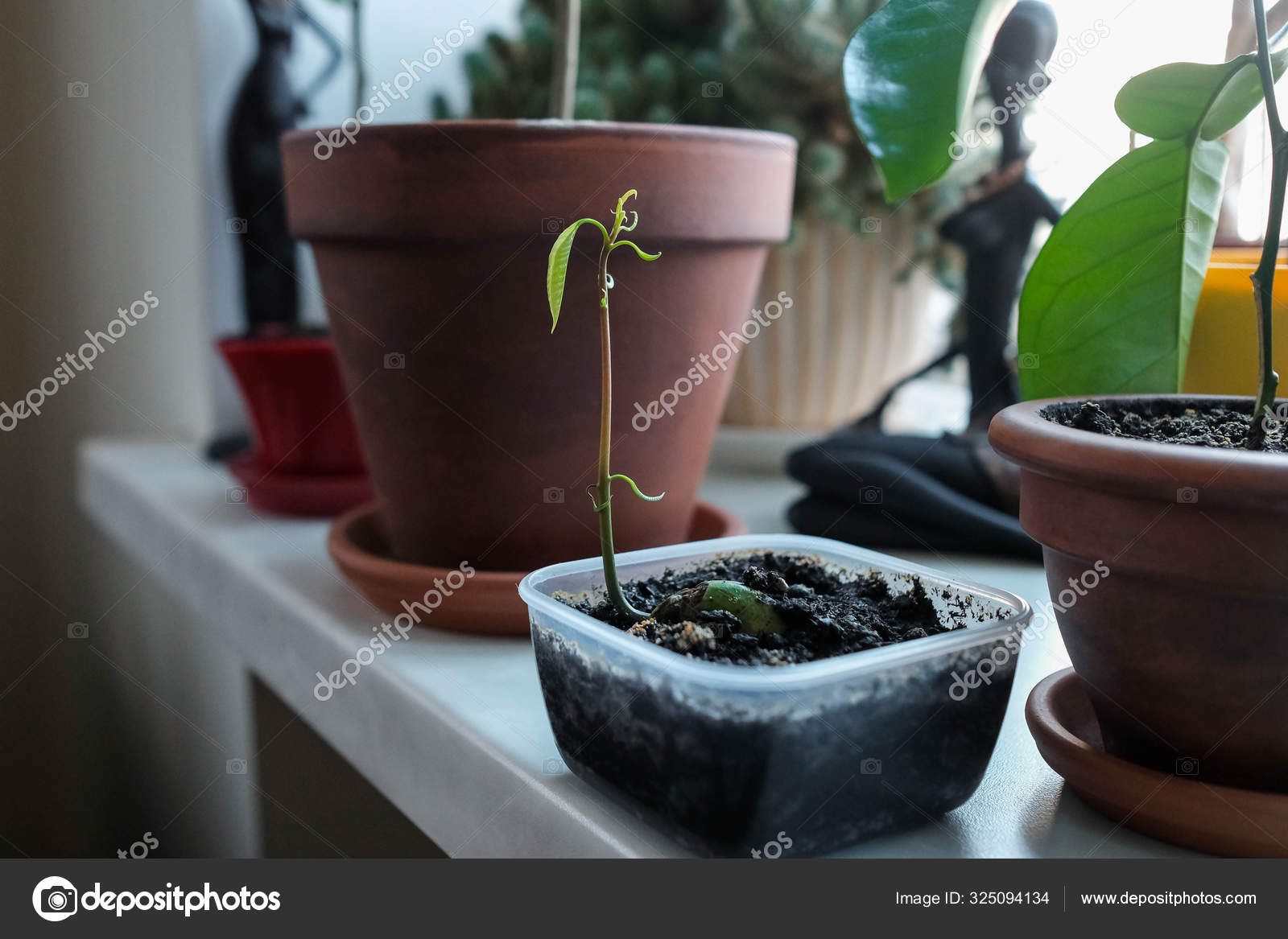 How to grow mango. Young sprout. Home plants — Stock Photo ...
