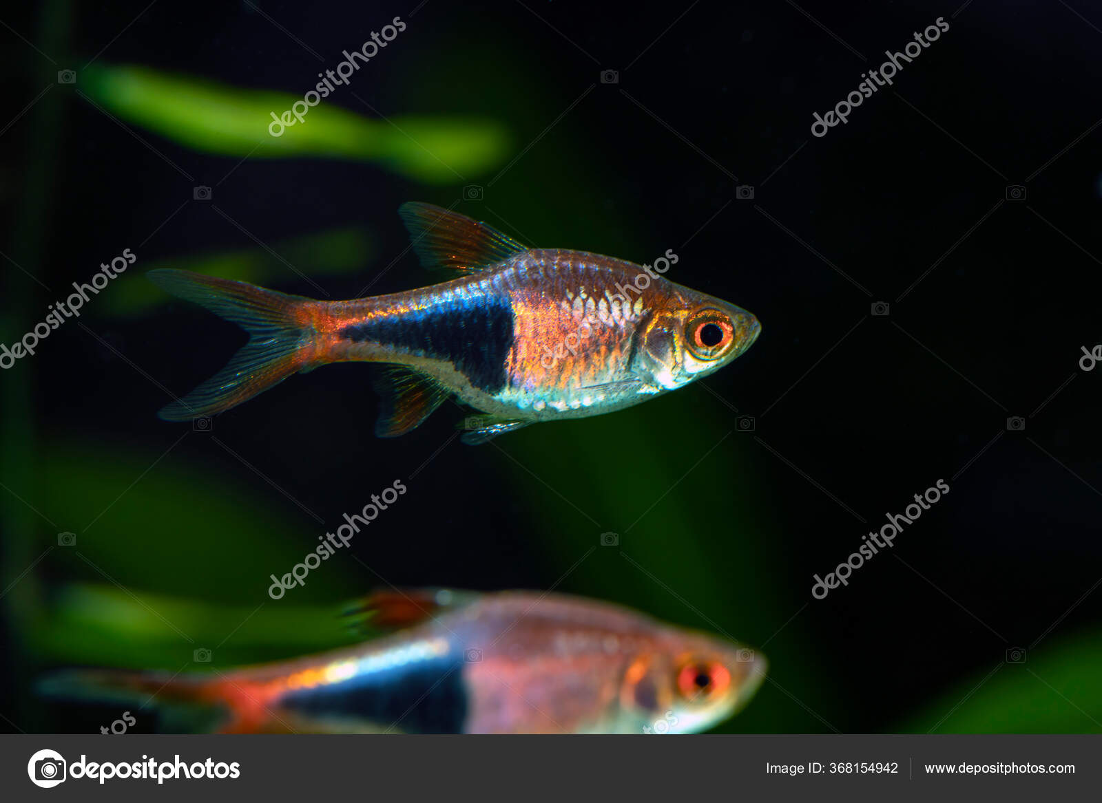 Black Harlequin Rasbora