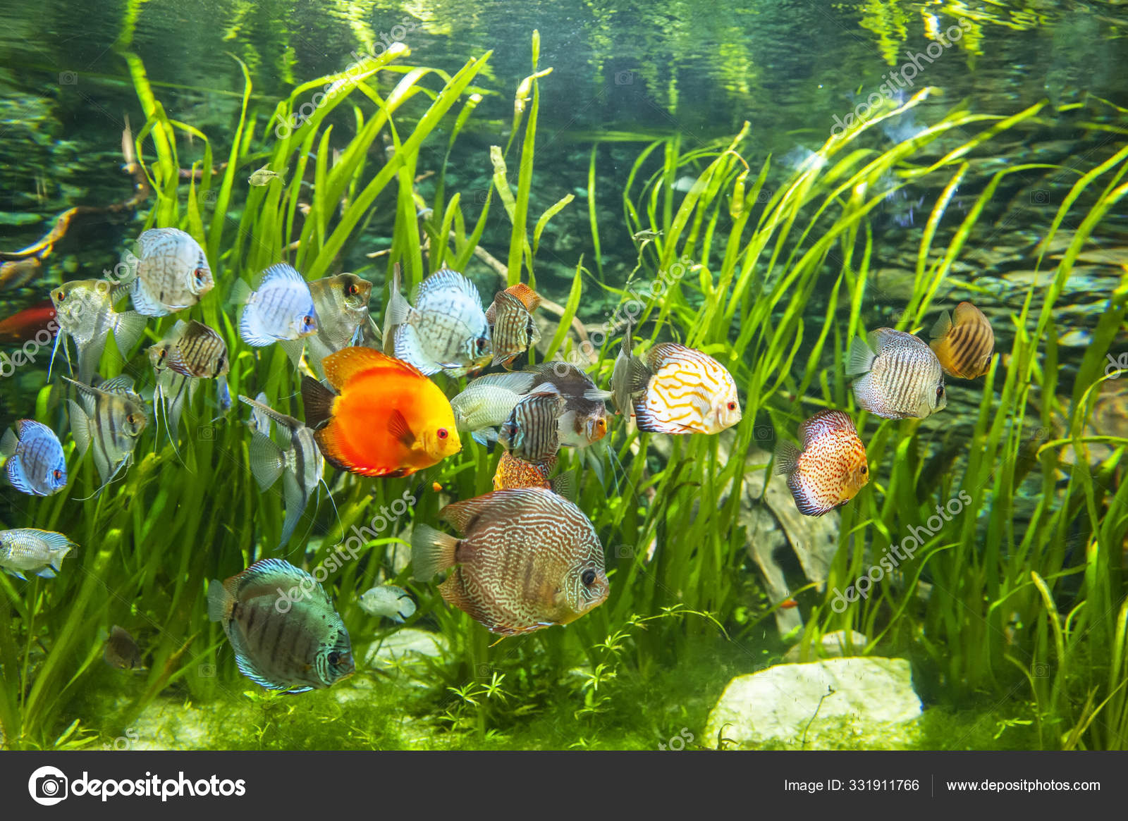 Brackish Water Fish Tank