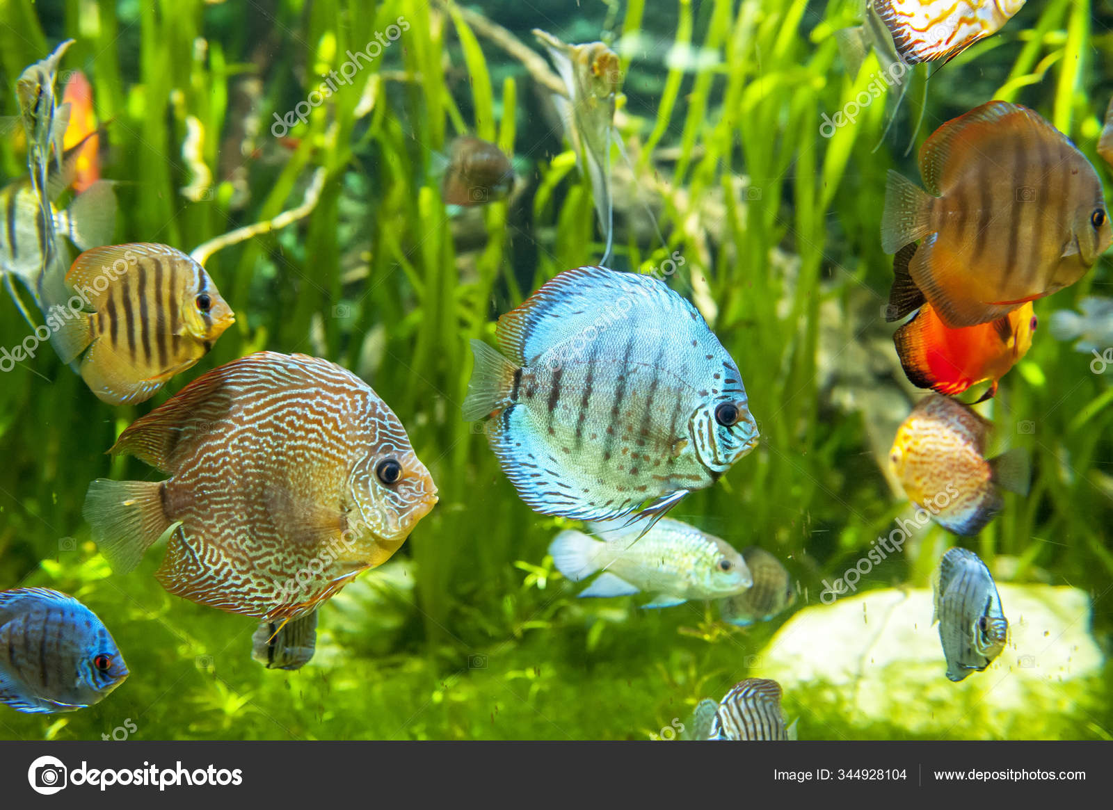 Brackish Water Aquarium Fish