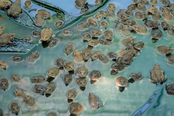 Breeding frogs in local frog farm. Stock Photo by ©poungsaed 128108608