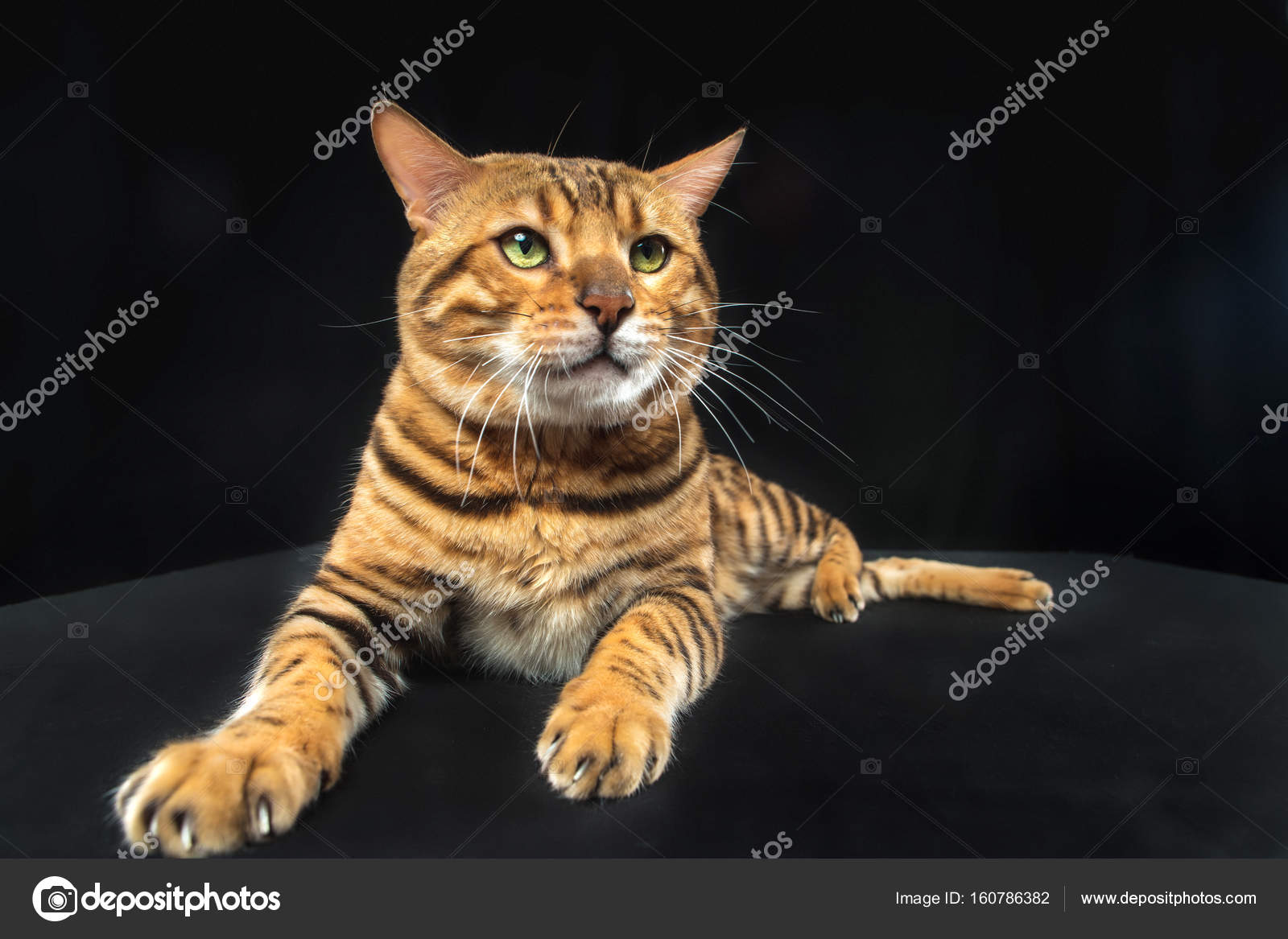Gold Bengal Cats