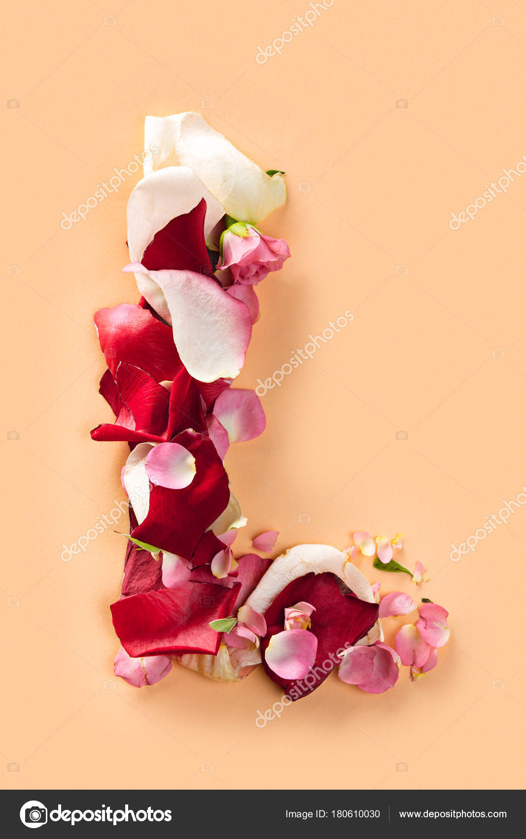 Letter L made from red roses and petals isolated on a white background ...