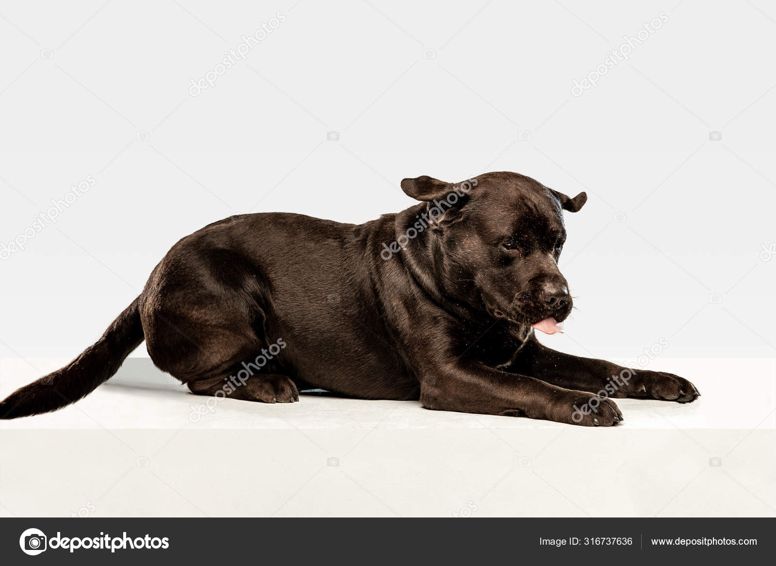 Are Puppies Tired After Shots