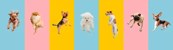 Dog collage Stock Photos, Royalty Free Dog collage Images | Depositphotos