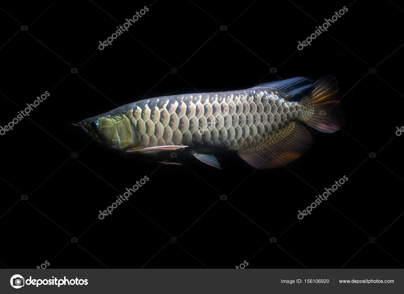 One of the most popular fish species feed — Stock Photo © prudtinai ...