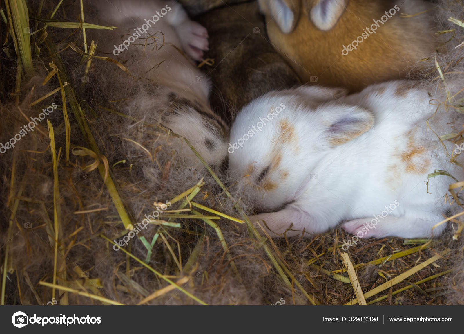 Baby Bunny Rabbits Sleeping