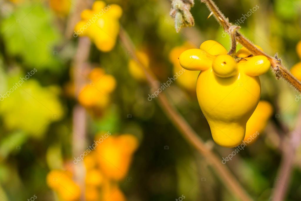 Mickey Mouse fruta sobre fondo de la naturaleza 2022