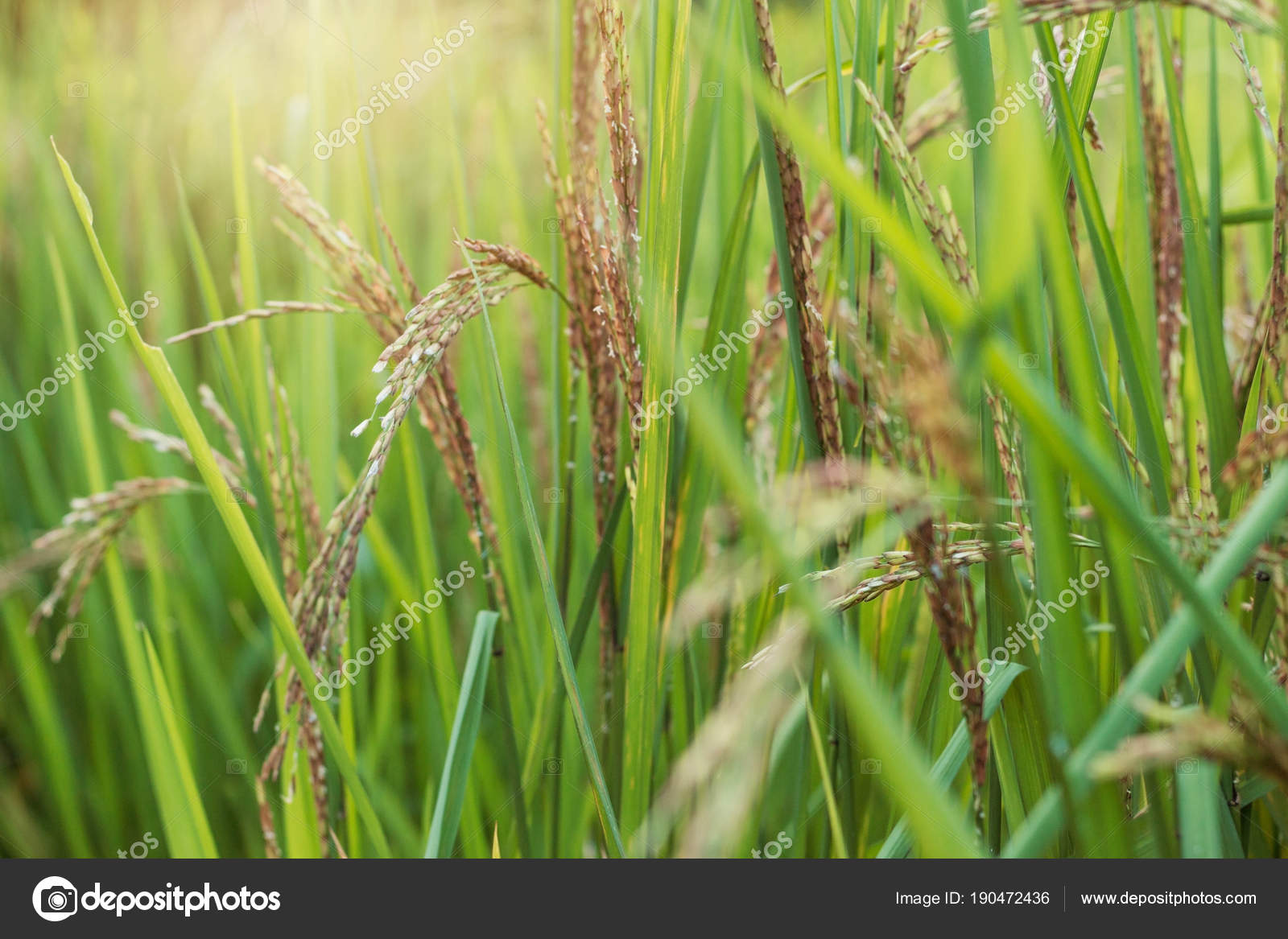 Rice growing with nature. — Stock Photo © start08 #190472436