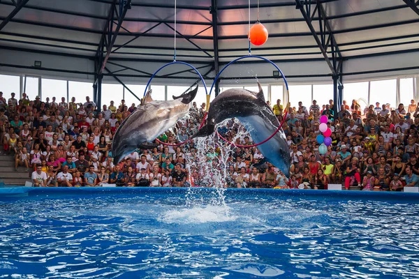 Sochi fish Stock Photos, Royalty Free Sochi fish Images | Depositphotos