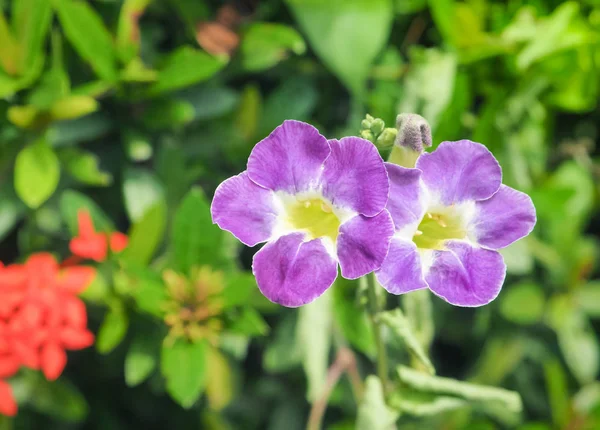 Flor de perro salchicha Stock Photos, Royalty Free Flor de perro ...