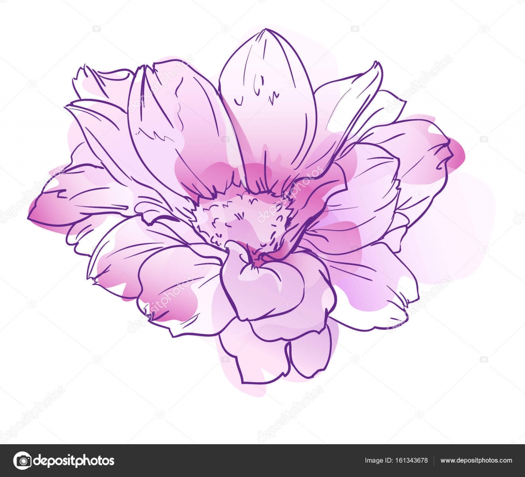 Hand drawn flower illustration — Stock Vector © AlsouSh #161343678