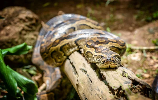 Fotos de Python africano rocha, Imagens de Python africano rocha sem ...