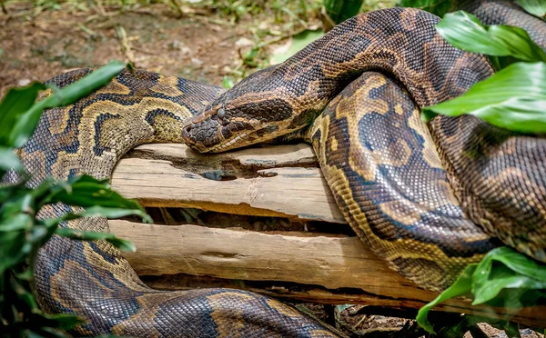 Fotos de Python africano rocha, Imagens de Python africano rocha sem ...