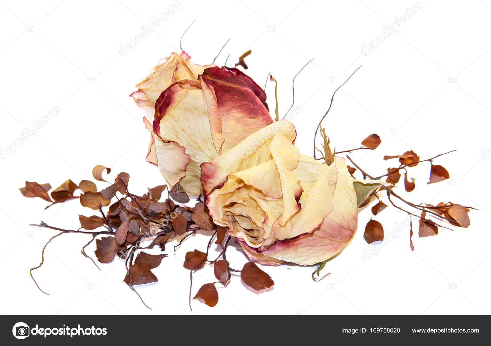 Dry delicate rose flowers and leaves isolated on white, digital Stock ...