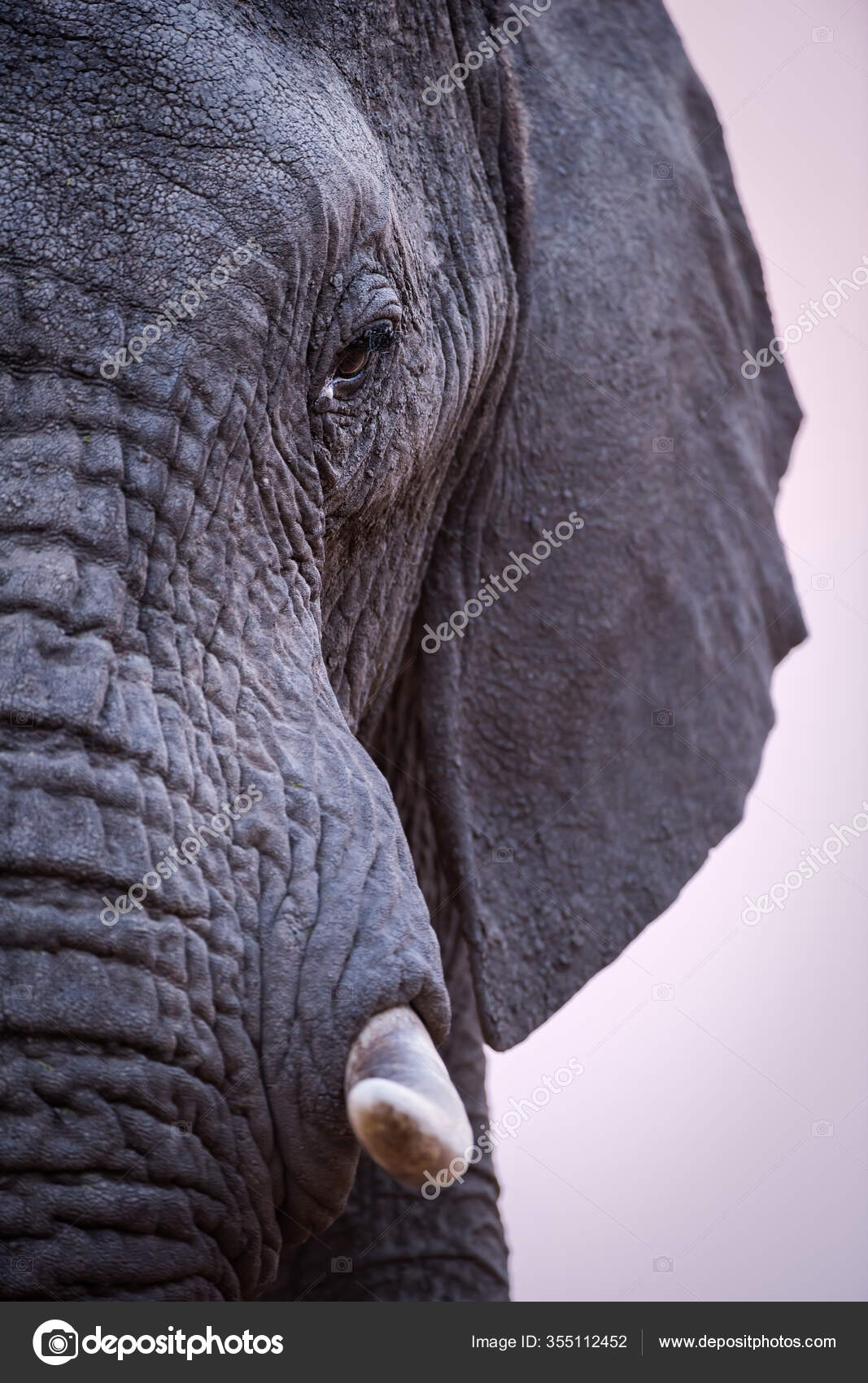 Elephant Face Profile