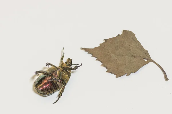 Imagenes insectos sobre cadaver Stock Photos, Royalty Free Imagenes ...