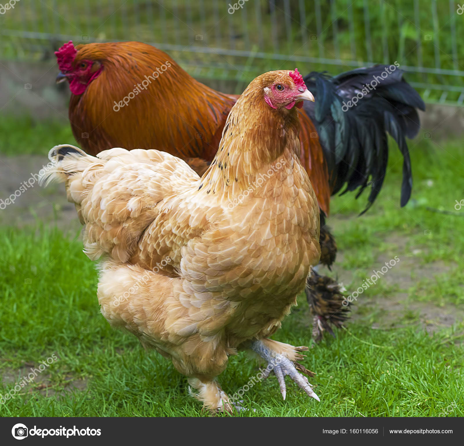 Domestic Chicken close-up — Stock Photo © vizland #160116056