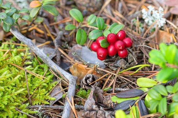 Red bilberry Stock Photos, Royalty Free Red bilberry Images | Depositphotos