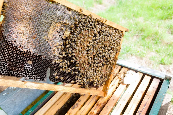 Open hive, beekeeping — Stock Photo © elleonzebon #172379354