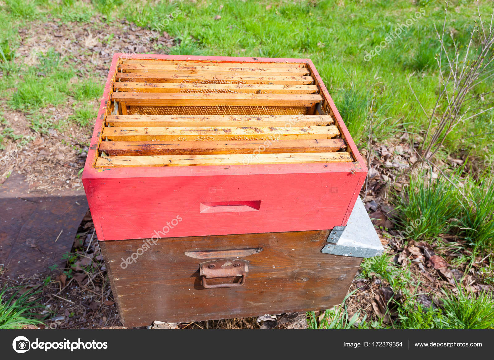 Open hive, beekeeping — Stock Photo © elleonzebon #172379354