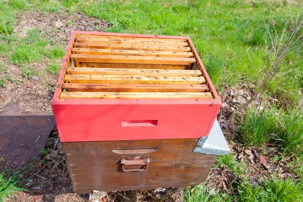 Open hive, beekeeping — Stock Photo © elleonzebon #172379354