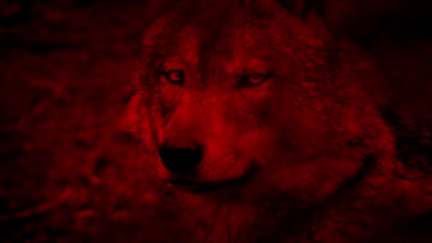 32 Big red wolf Videos, Royalty-free Stock Big red wolf Footage ...