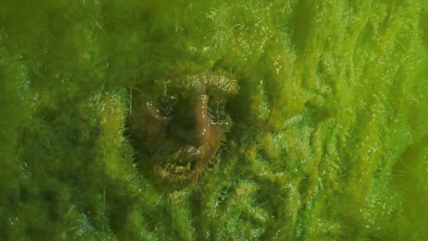 Circling Man Smoky Alien Cocoon — Stock Video © FyreStock #352952044