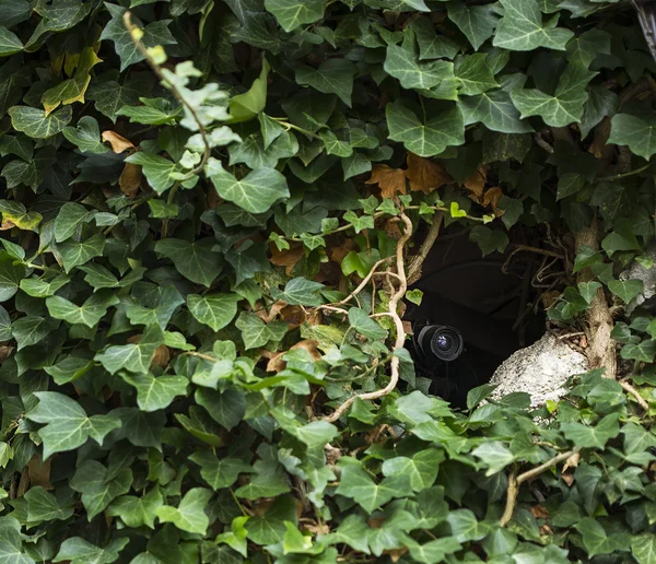 Rejlik 2c fészekben Stock Photos, Royalty Free Rejlik 2c fészekben ...