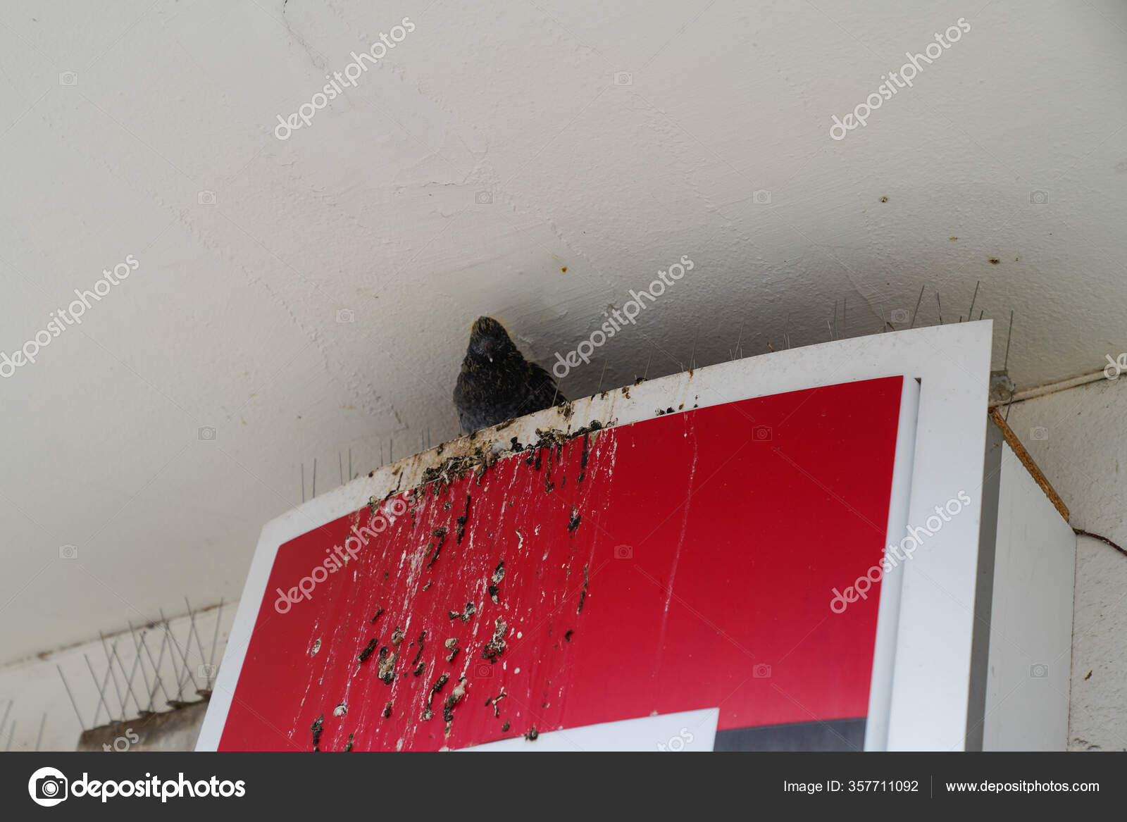 Are Pigeon Droppings Harmful To Dogs