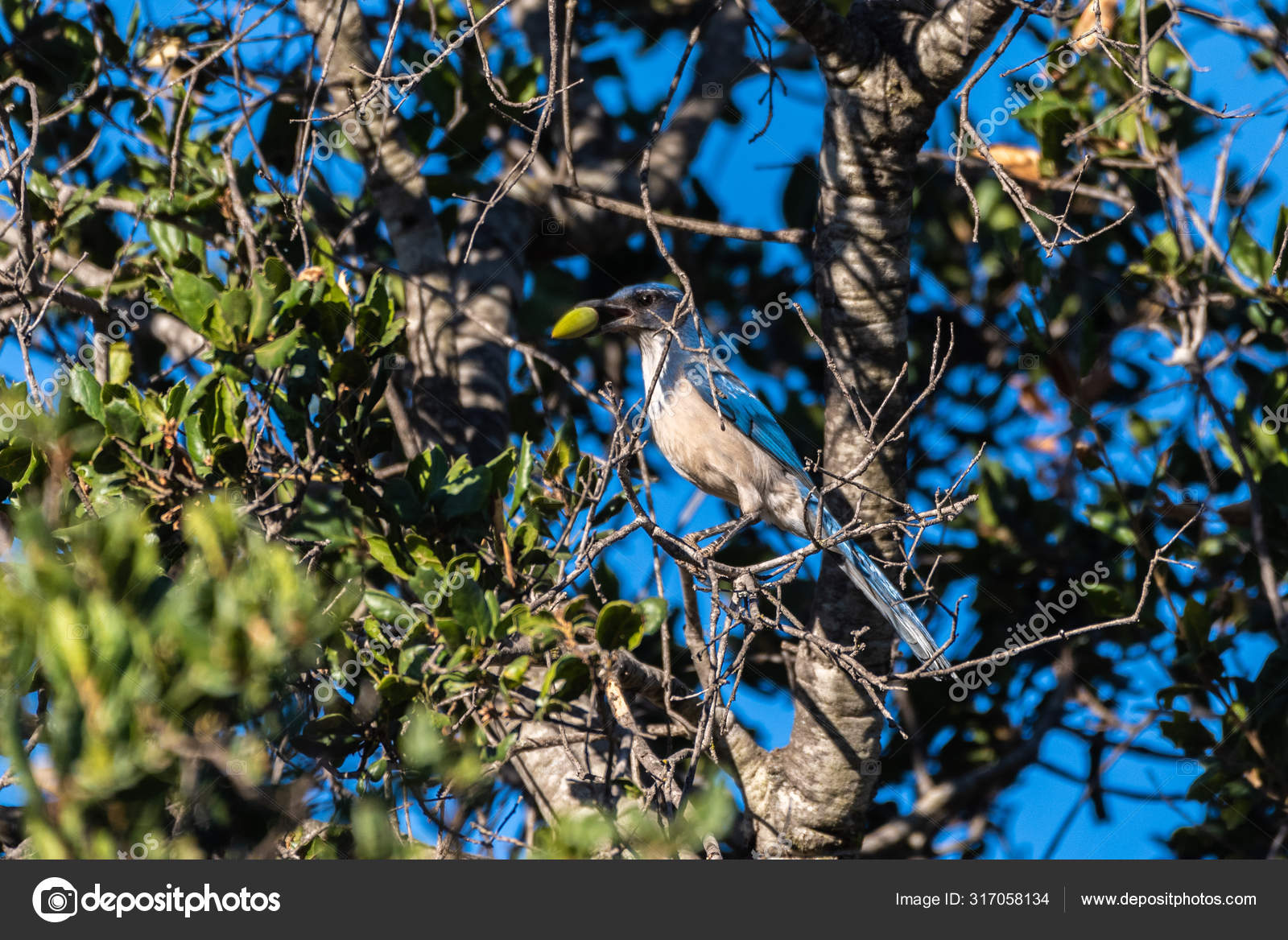Blue bird staying aggressive in survial techniques. Stock Photo by ...