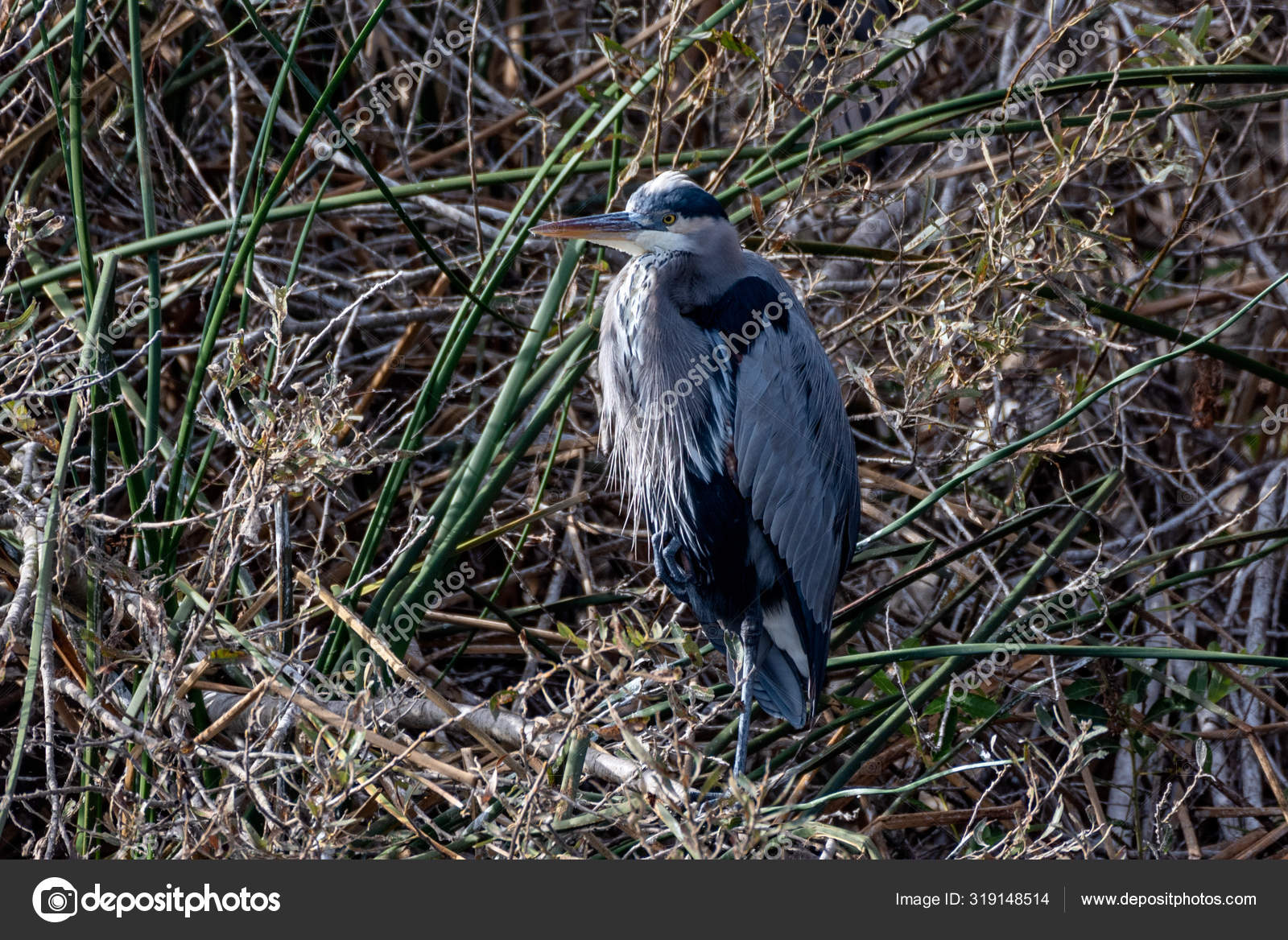 Lagoon animals keeping busy around the pond. — Stock Photo ...