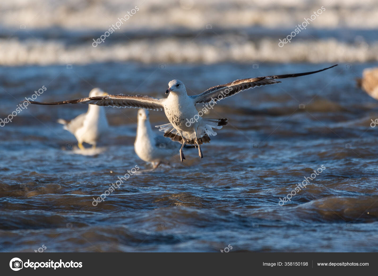Black White Seagull Hovers Wings Spread Offshore Wind Beach Stock Photo ...