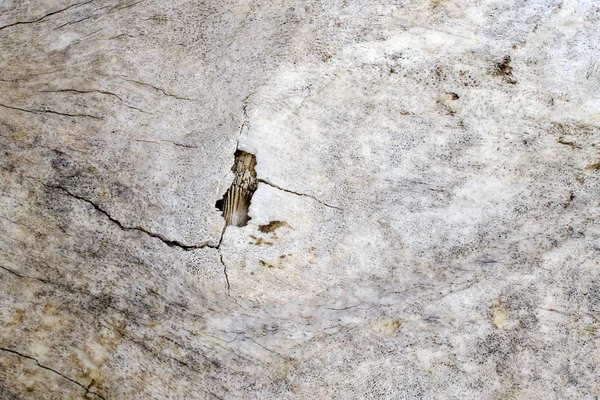 Textura hueso fotos de stock, imágenes de Textura hueso sin royalties ...