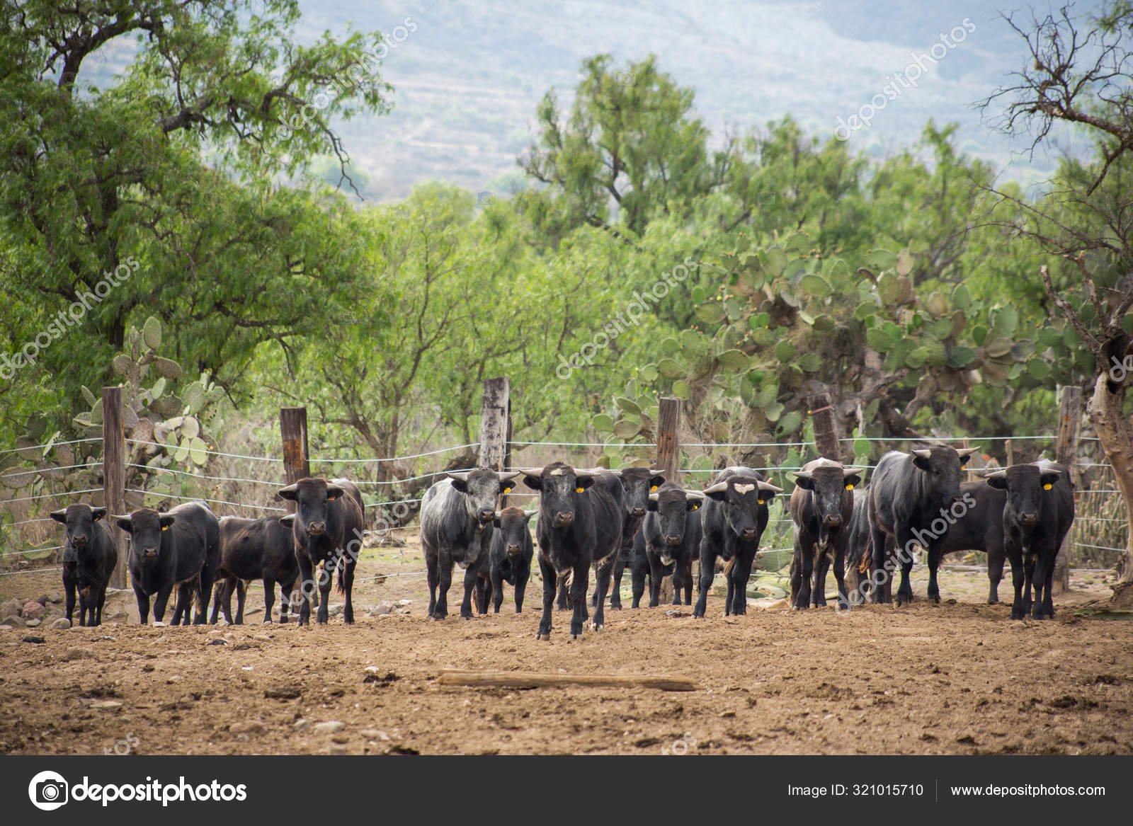Toros en un rancho ganadero en México: fotografía de stock © mardzpe ...