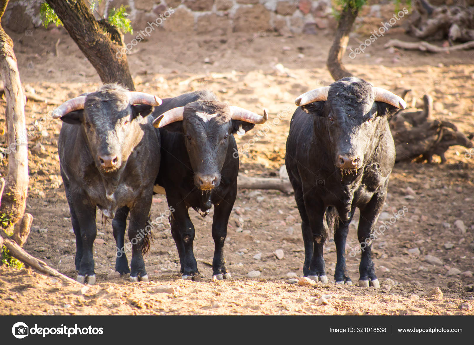 Toros en un rancho ganadero en México: fotografía de stock © mardzpe ...