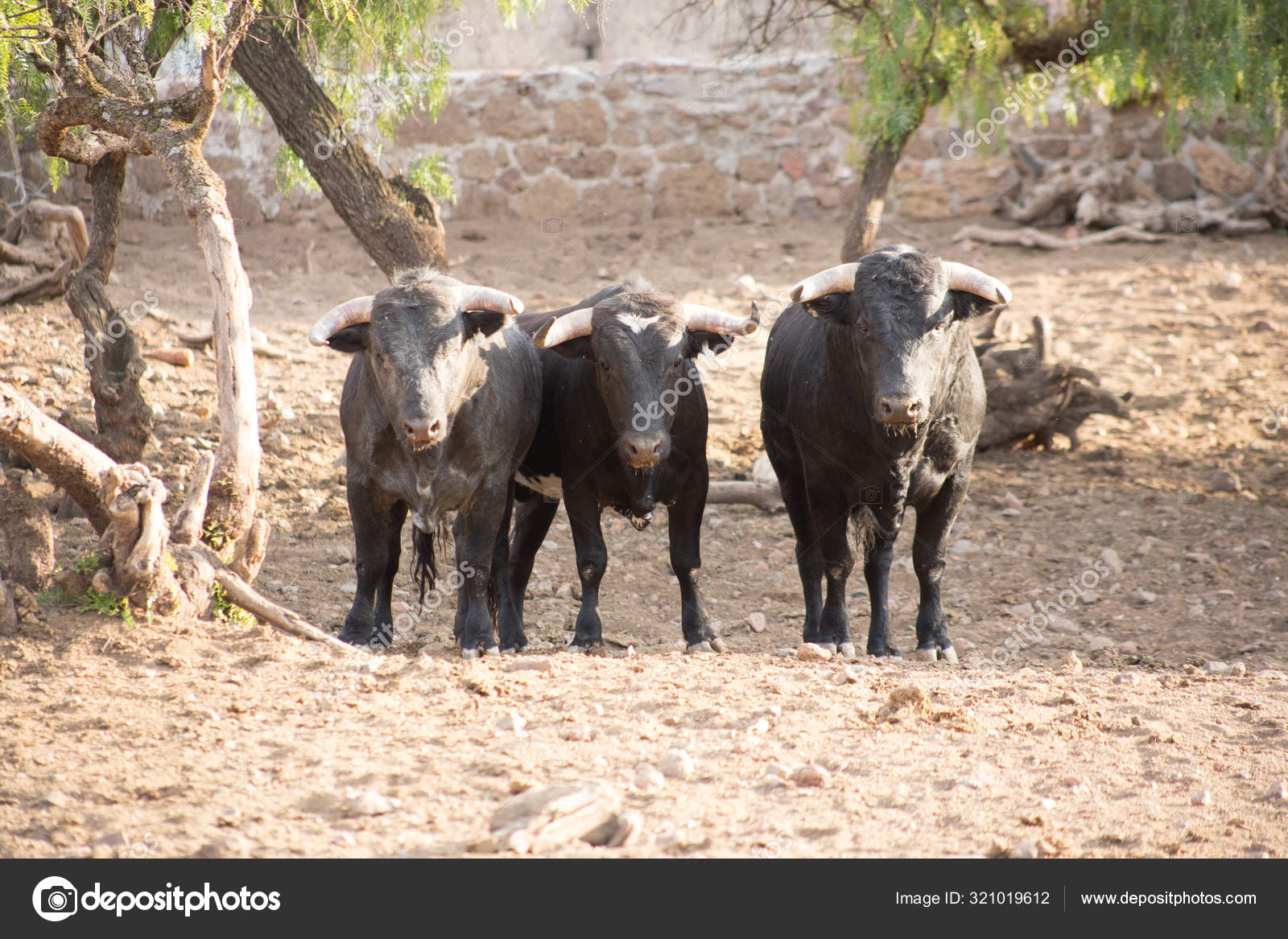 Bulls in a cattle raising ranch in mexico Stock Photo by ©mardzpe 321019612
